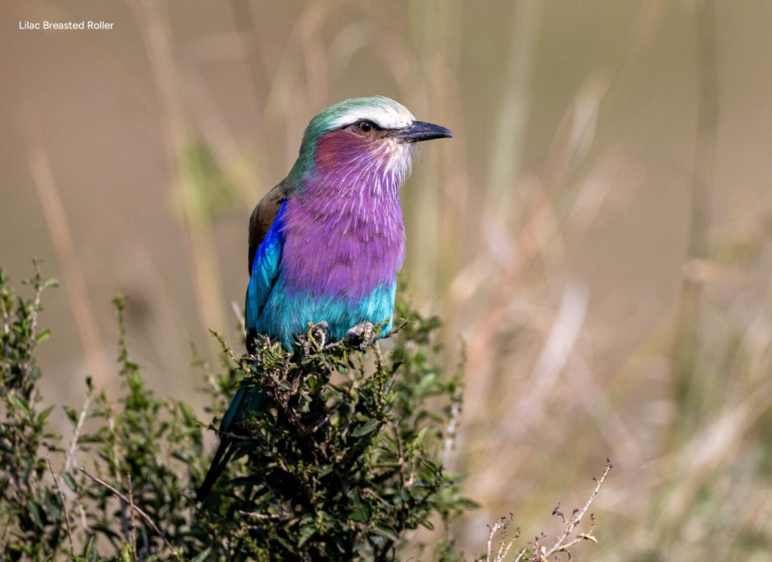 The Big Five Birds of Babanango Game Reserve - Babanango Game Reserve