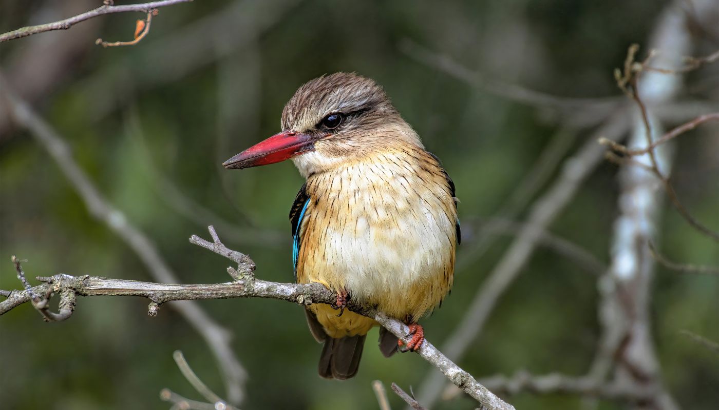 A Haven For Birding Enthusiasts | Babanango Game Reserve